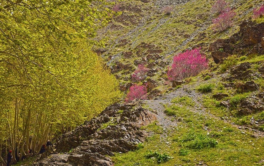 دره ارغوان (دشت ارغوان) طرقبه: همه آنچه قبل از رفتن باید بدانید | لست سکند