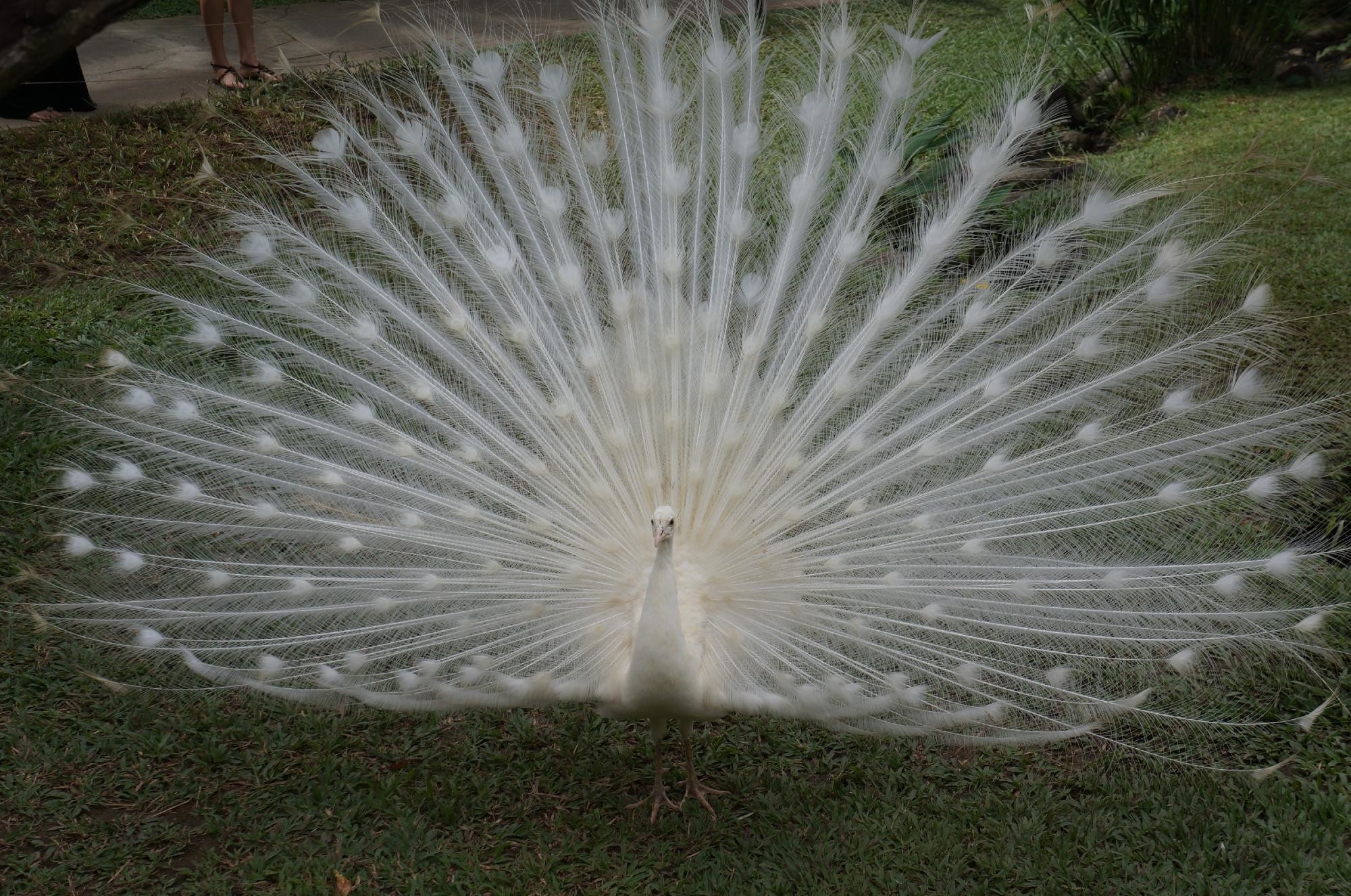 پارک پرندگان بالی بالی: همه آنچه قبل از رفتن باید بدانید | لست سکند